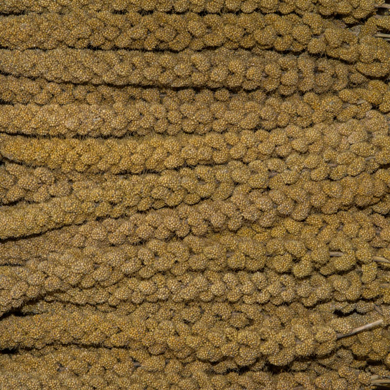 Spray Millet – Moore's Seeds